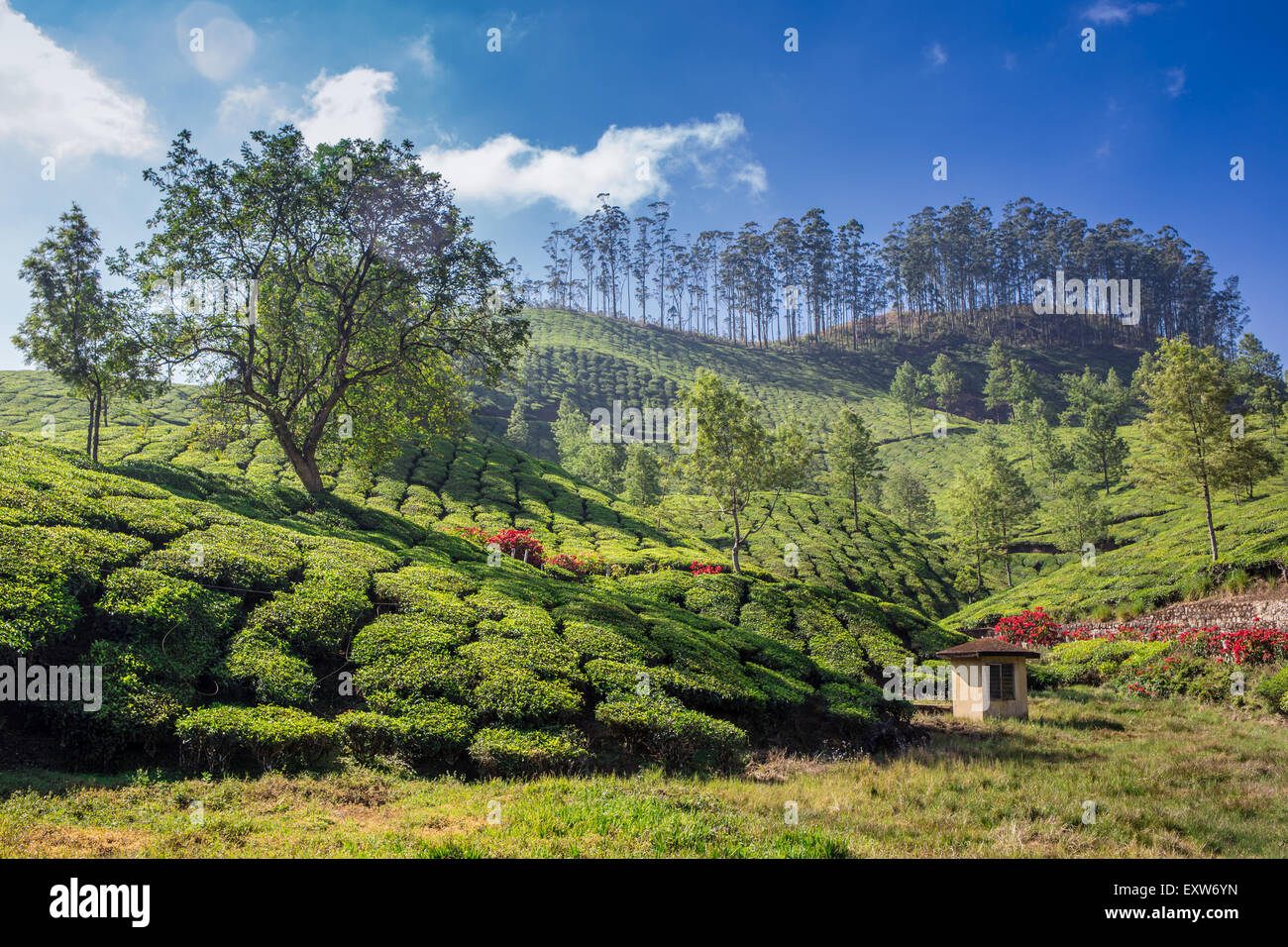 Tea plantation Cameron highlands Stock Photo - Alamy