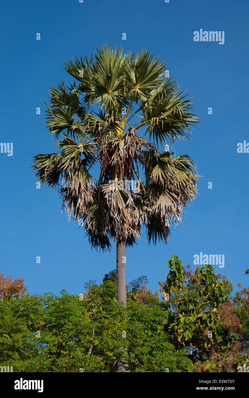 Sugar Palm Tree Stock Photos & Sugar Palm Tree Stock Images - Alamy