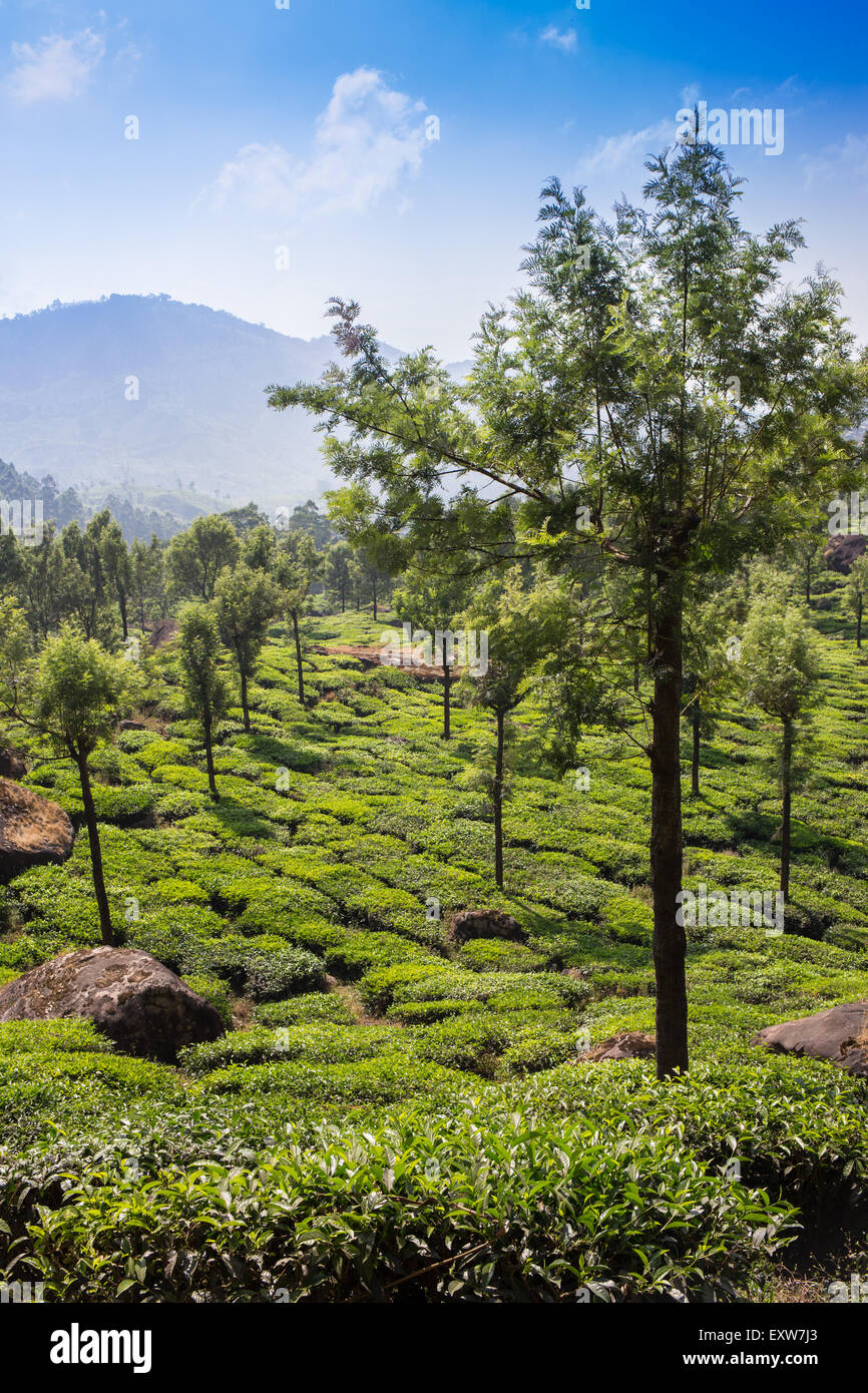 Sunrise tea plantation cameron highlands hi-res stock photography and ...