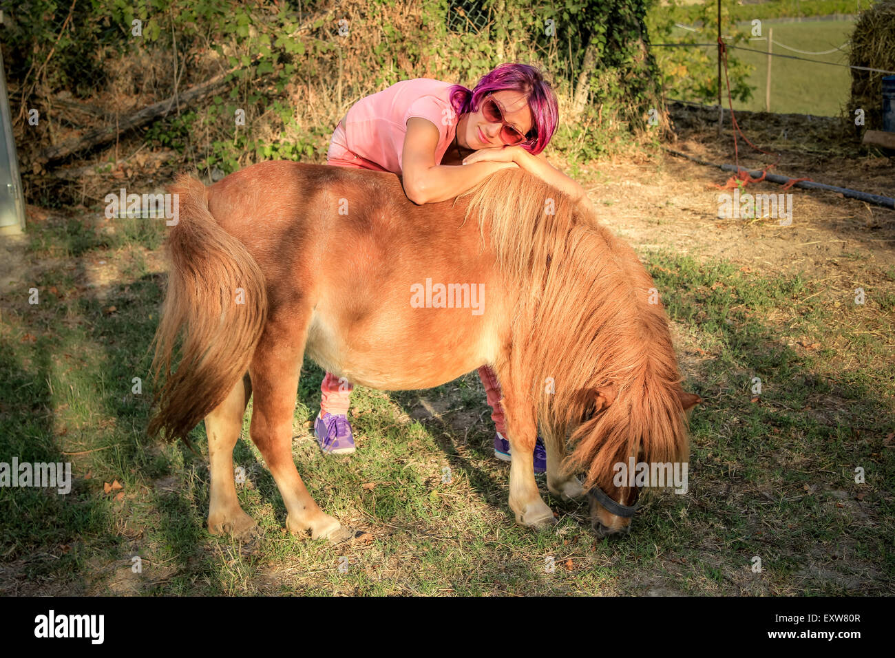 Shetland pony breeding hi-res stock photography and images - Alamy