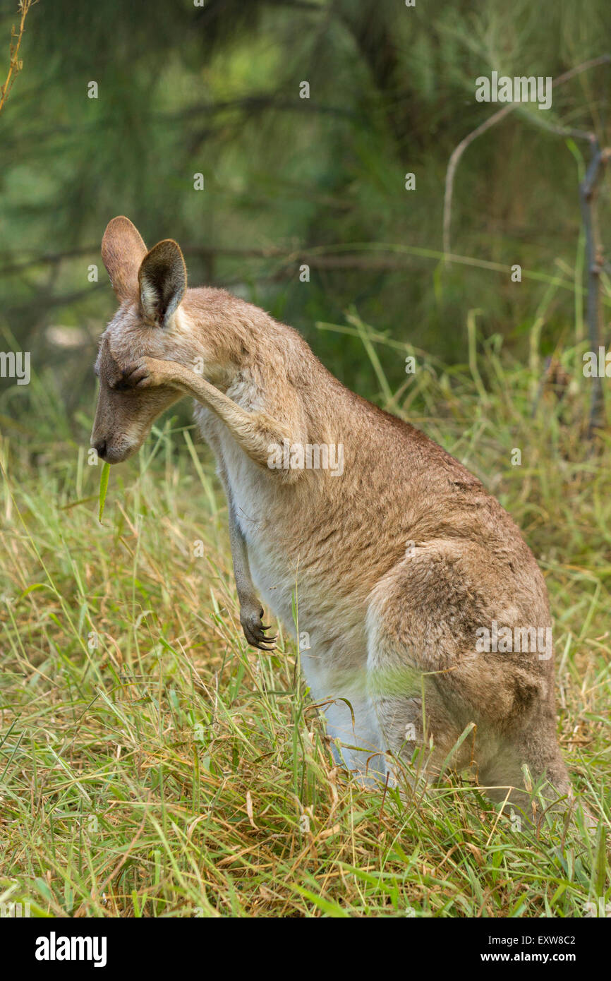 Kangaroo paw australia hi-res stock photography and images - Alamy
