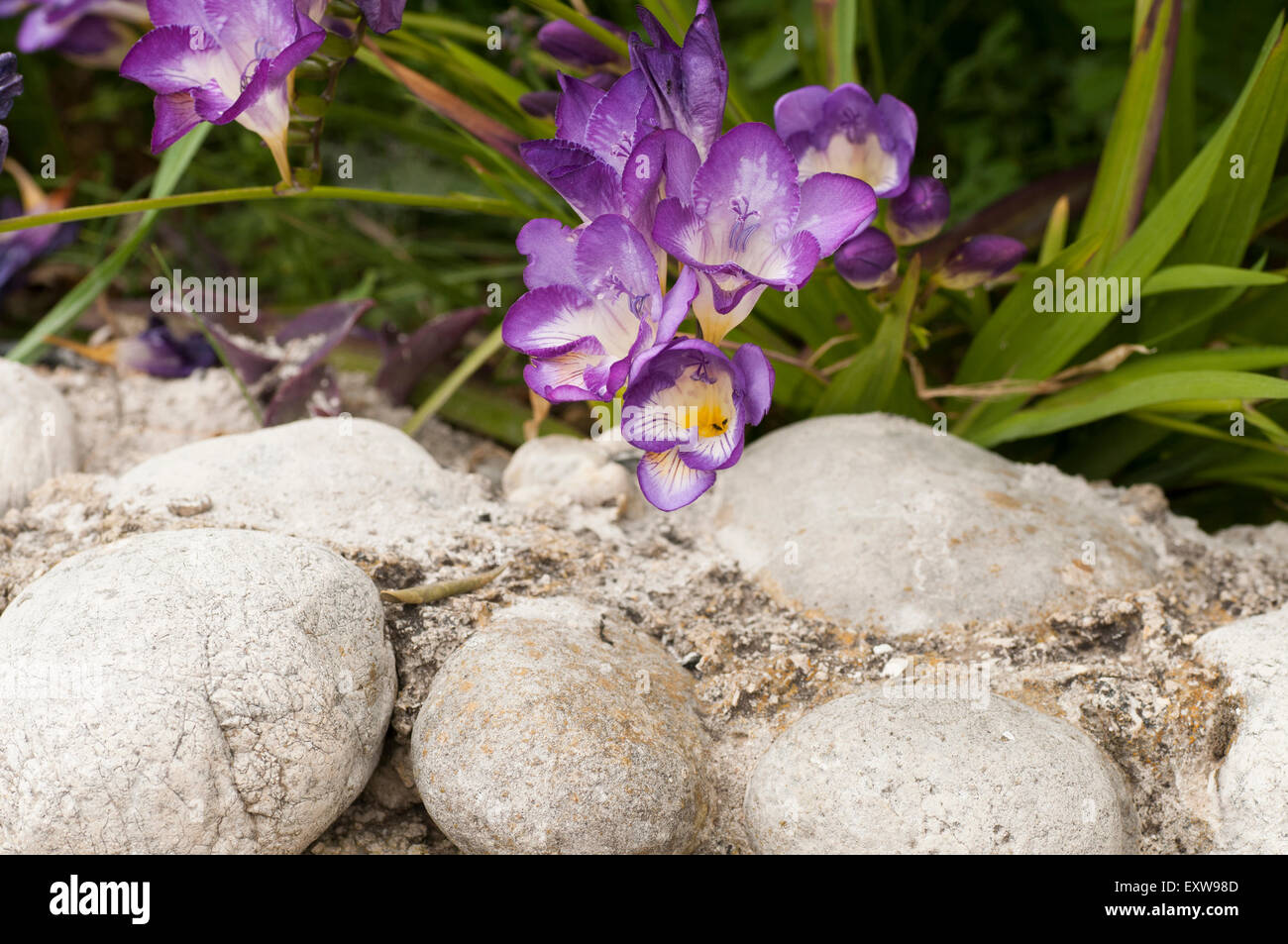 small flower violet Stock Photo - Alamy