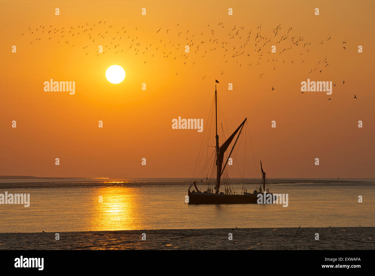 Swale estuary birds hi-res stock photography and images - Alamy