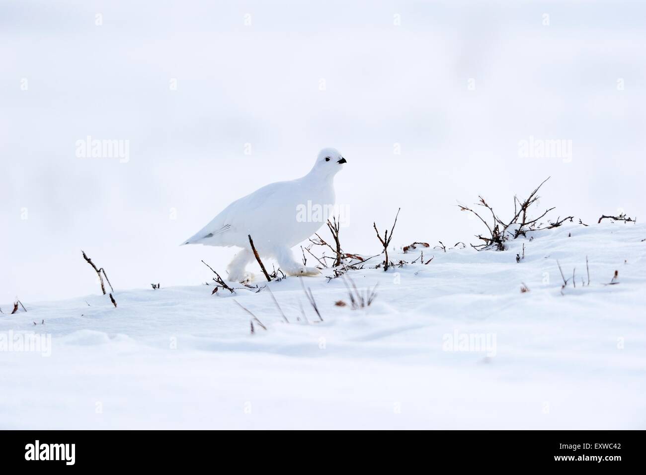 Willow ptarmigan hi-res stock photography and images - Alamy