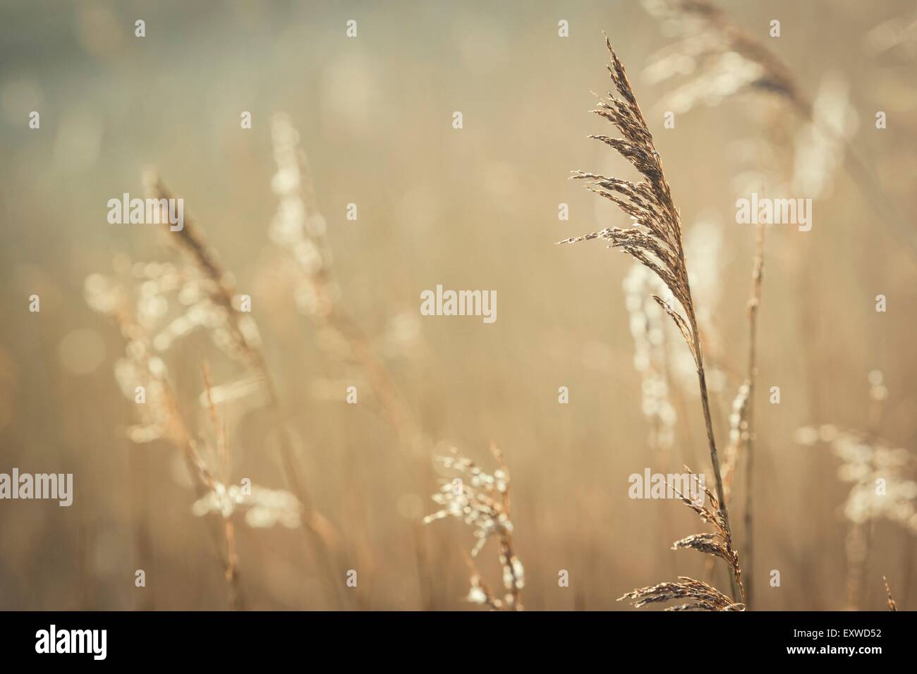 Withered reed blades in morning sun Stock Photo - Alamy