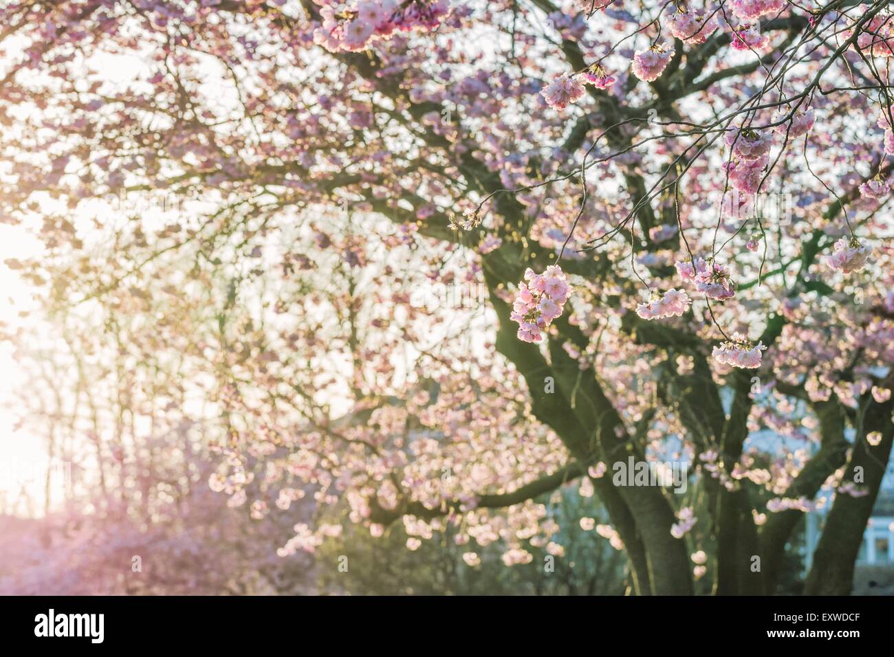 Flowering cherry tree Stock Photo - Alamy