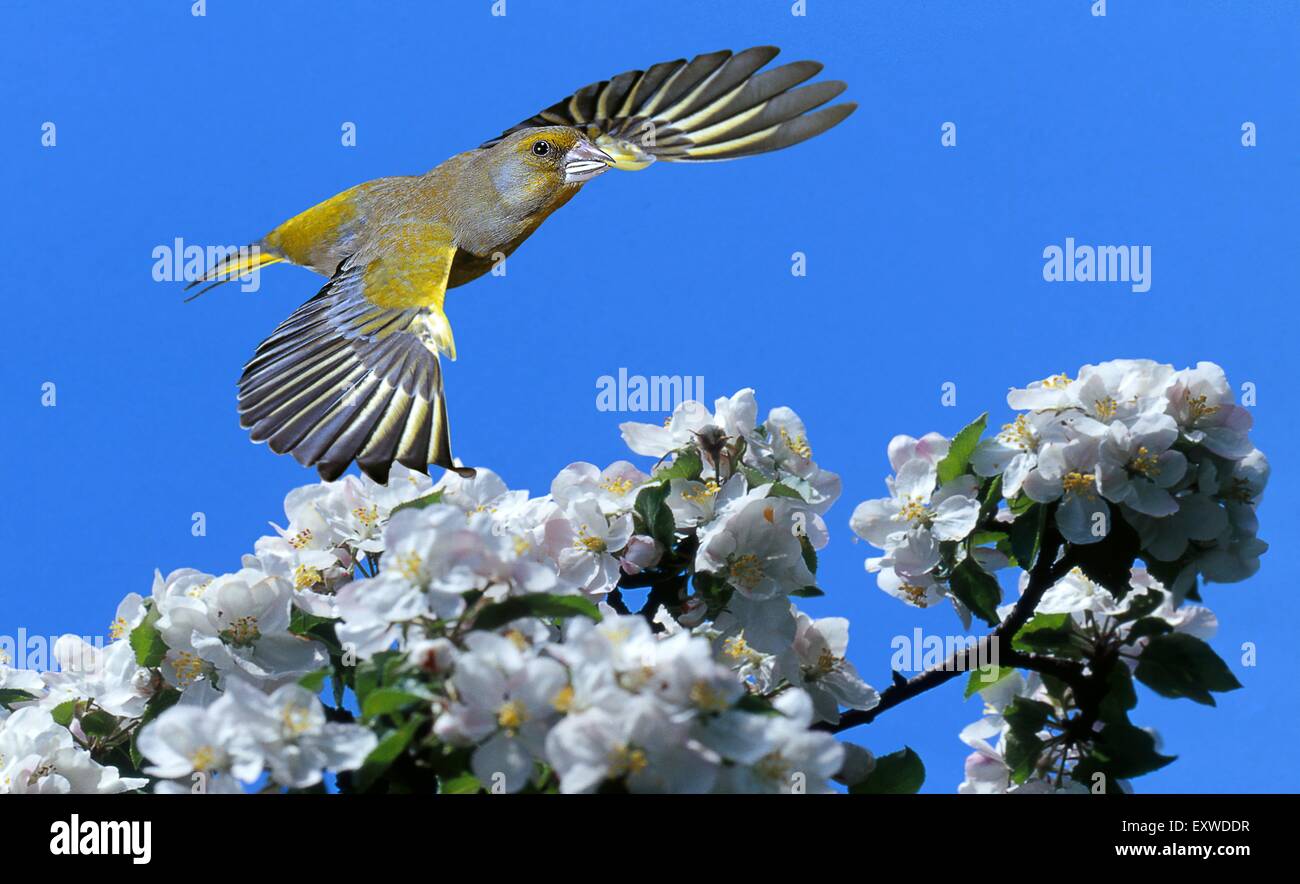 Greenfinch (Carduelis chloris) flying Stock Photo - Alamy