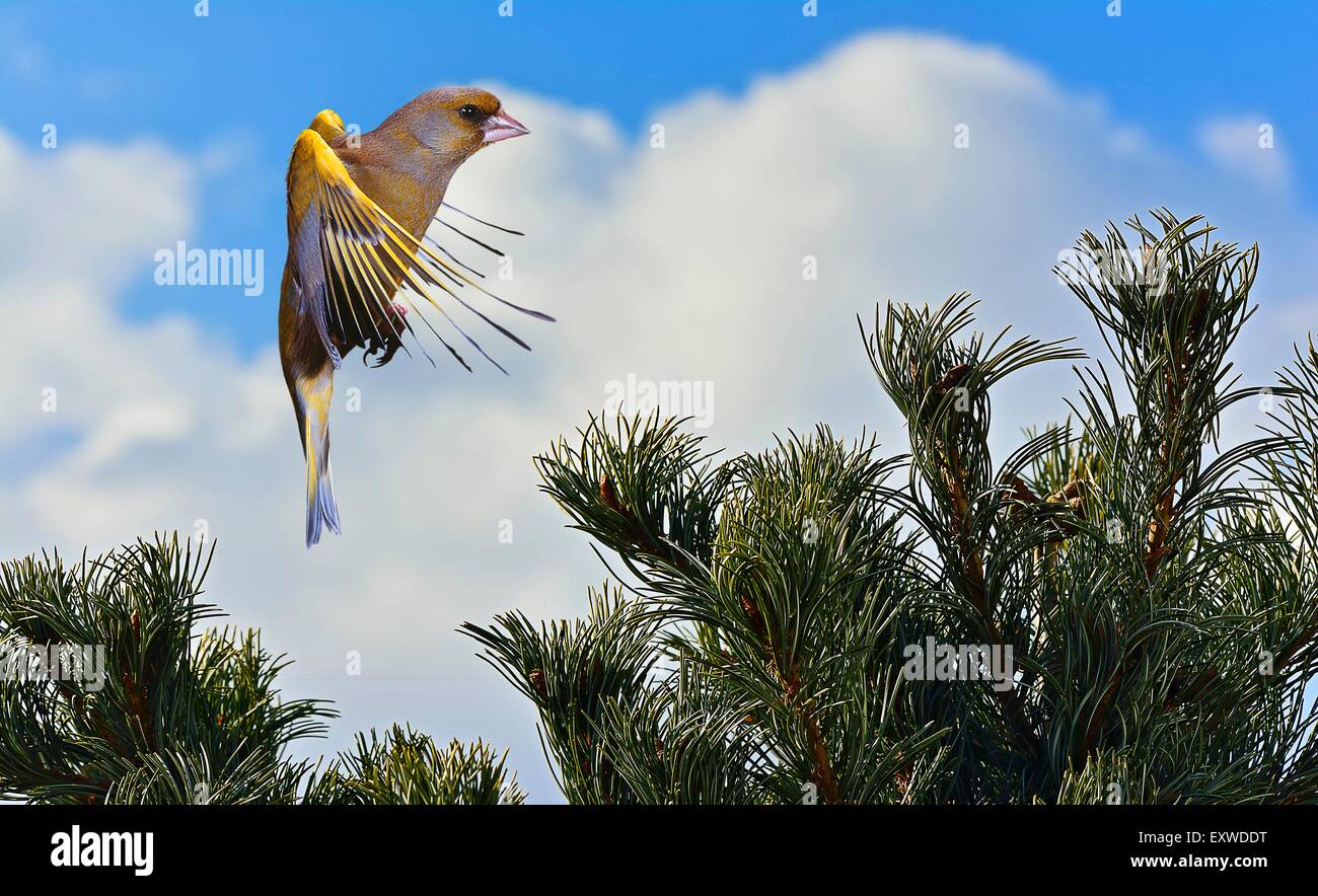 Greenfinch (Carduelis chloris) flying Stock Photo - Alamy