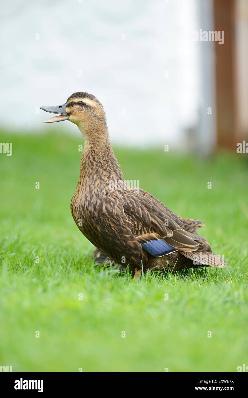 Vertical shot wild duck hi-res stock photography and images - Alamy