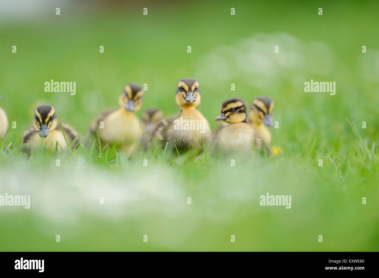Wild Duck chicks on a meadow Stock Photo - Alamy