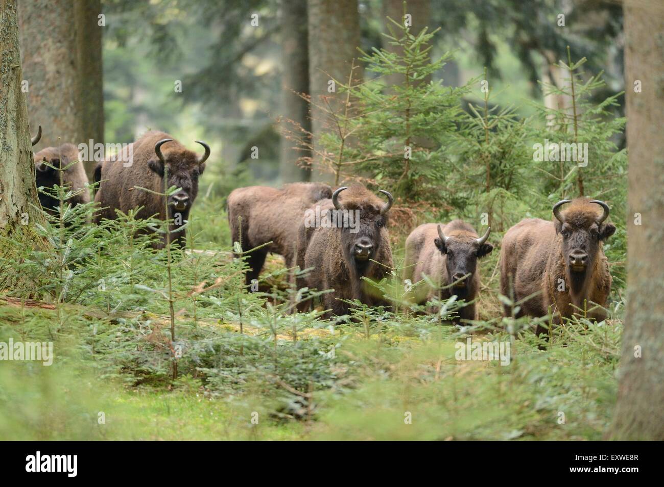 European bison herd in Bavarian Forest National Park, Germany Stock ...