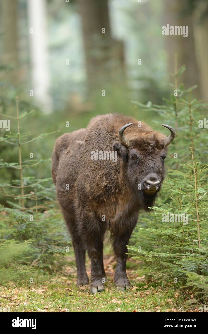 European bison in Bavarian Forest National Park, Germany Stock Photo ...