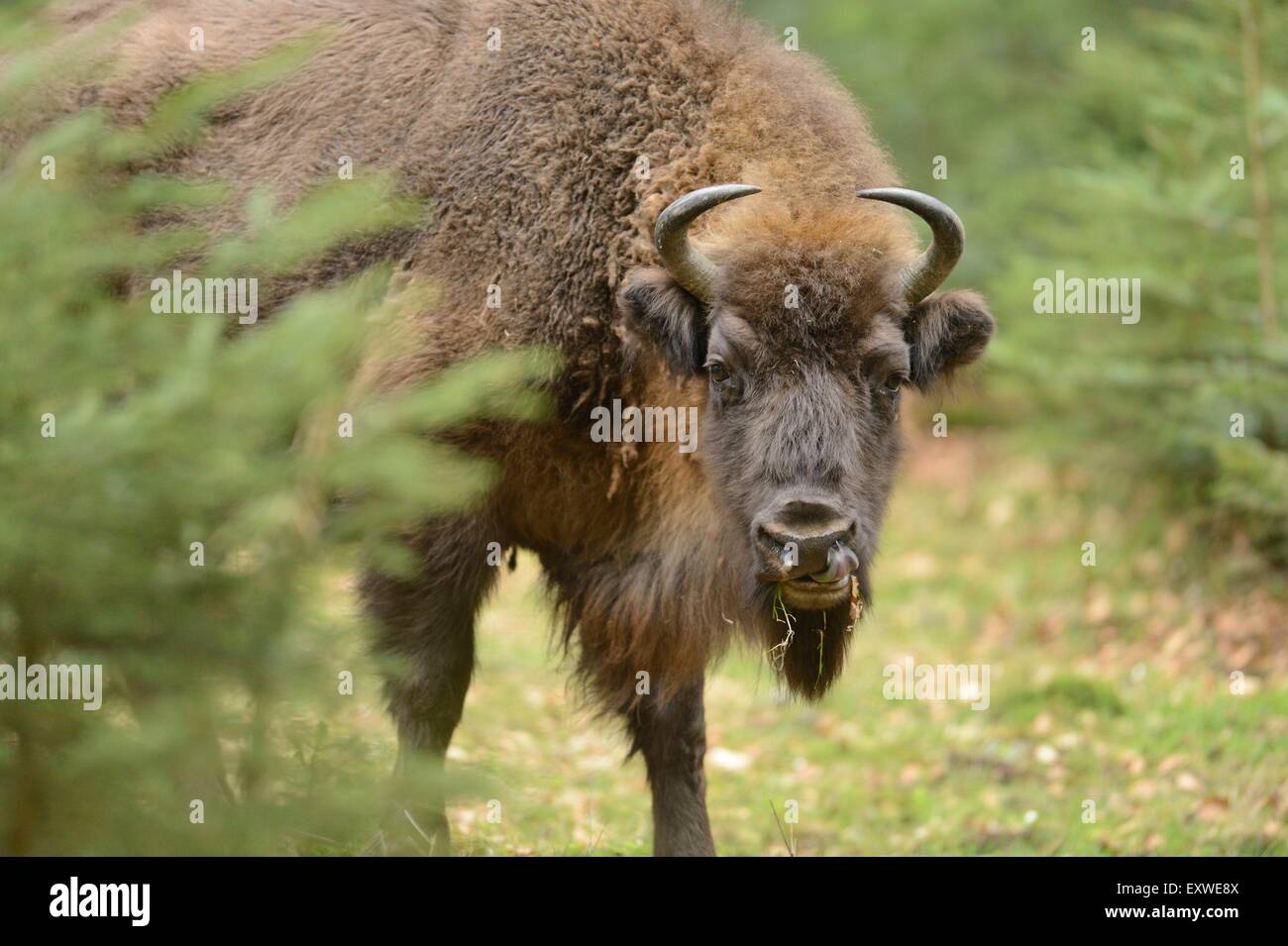 European bison in Bavarian Forest National Park, Germany Stock Photo ...