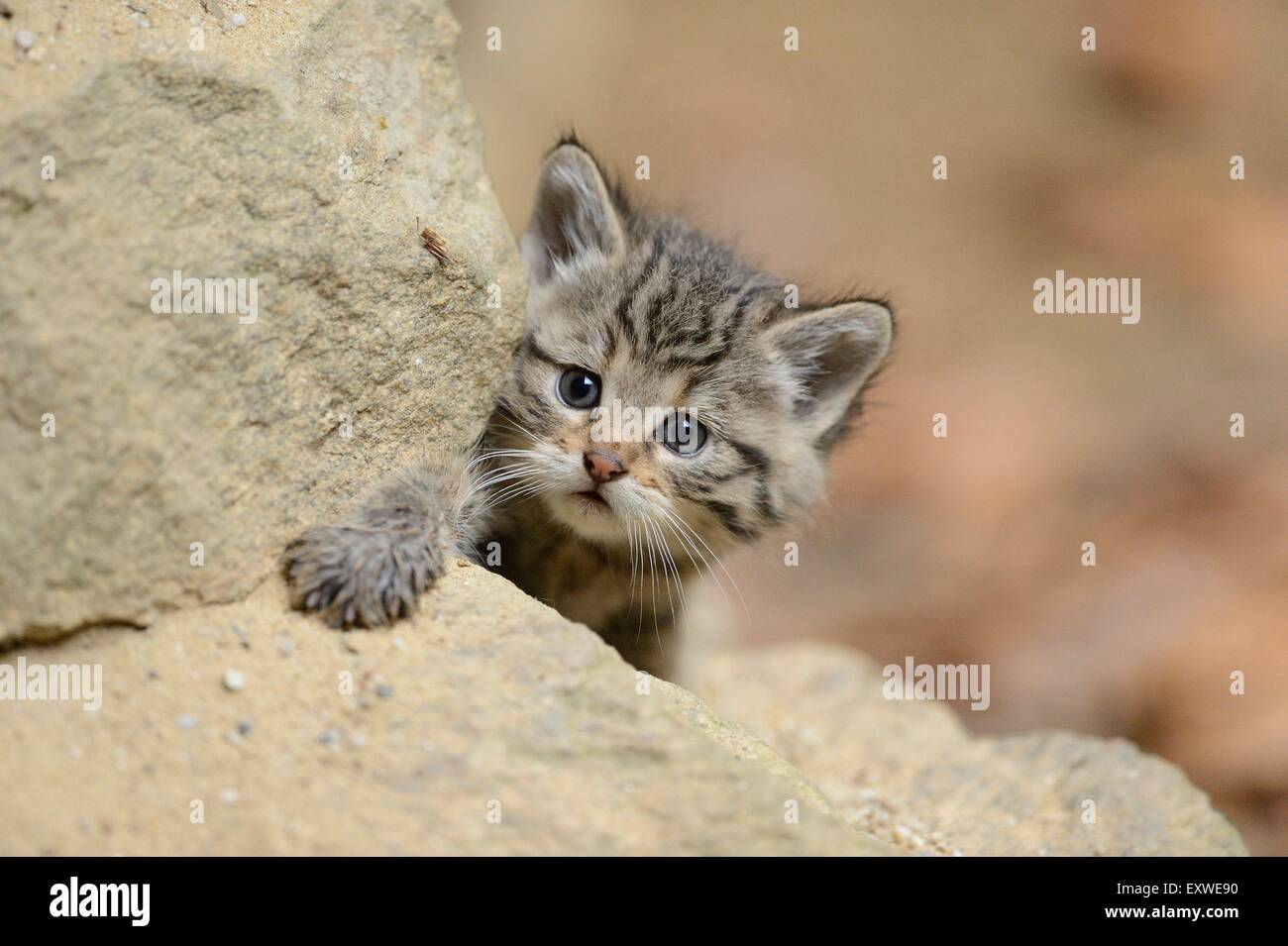 European wildcat kitten in Bavarian Forest National Park, Germany Stock ...