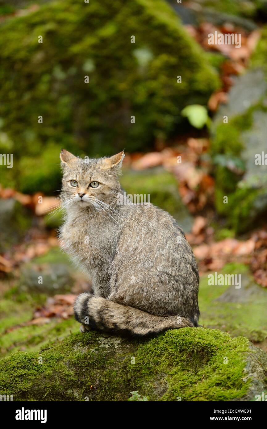 European wildcat in Bavarian Forest National Park, Germany Stock Photo ...