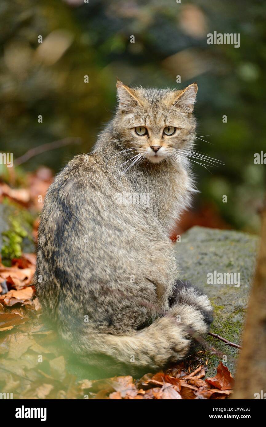 Wildcat germany hi-res stock photography and images - Alamy