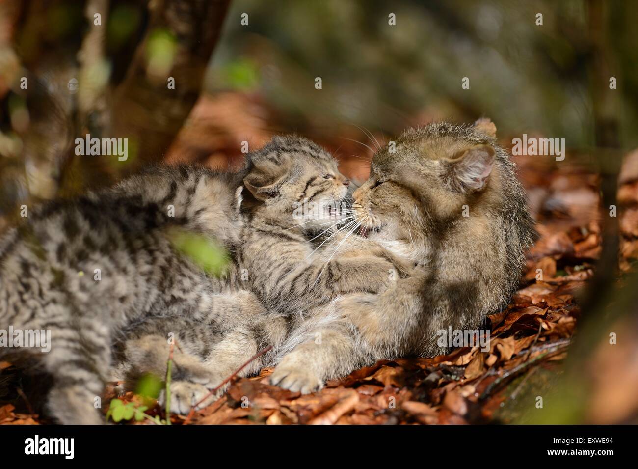 Two European wildcat kittens in Bavarian Forest National Park, Germany ...