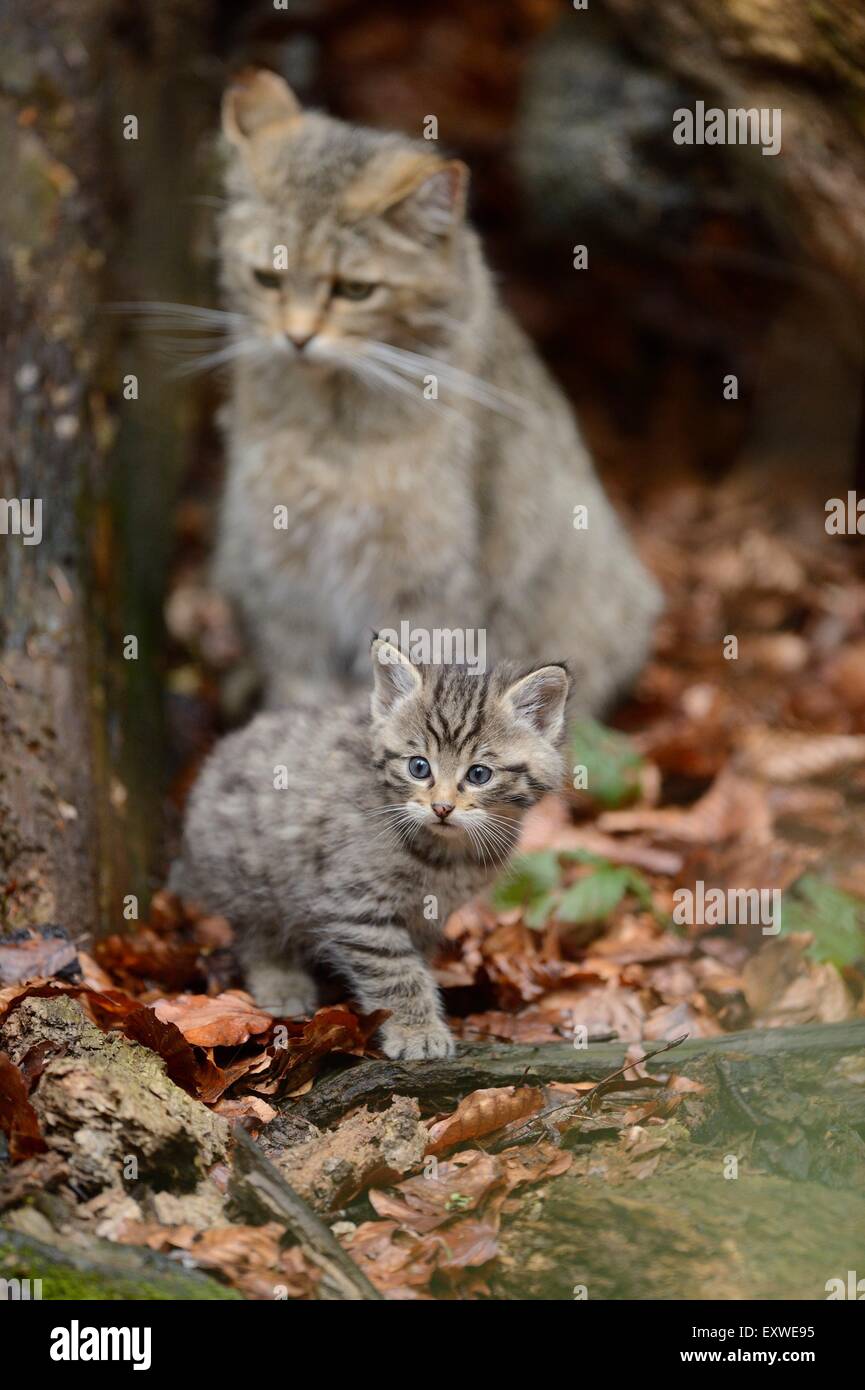 European wildcat in Bavarian Forest National Park, Germany Stock Photo ...