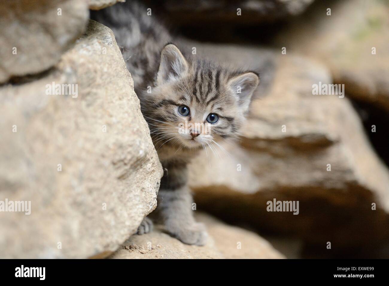 European wildcat kitten in Bavarian Forest National Park, Germany Stock ...