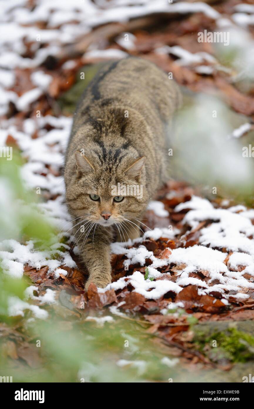 European wildcat in Bavarian Forest National Park, Germany Stock Photo ...