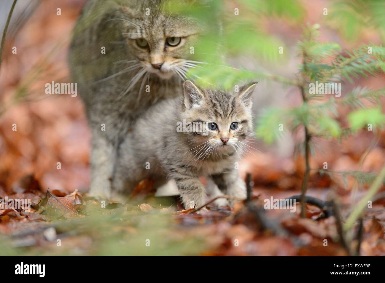 European wildcat in Bavarian Forest National Park, Germany Stock Photo ...