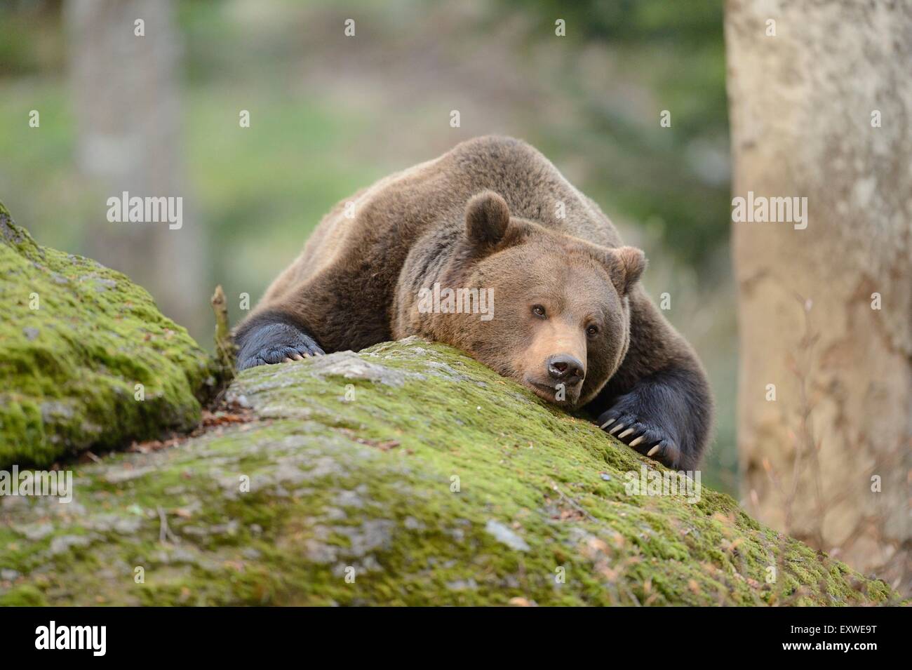 Brown bear in Bavarian Forest National Park, Germany Stock Photo - Alamy