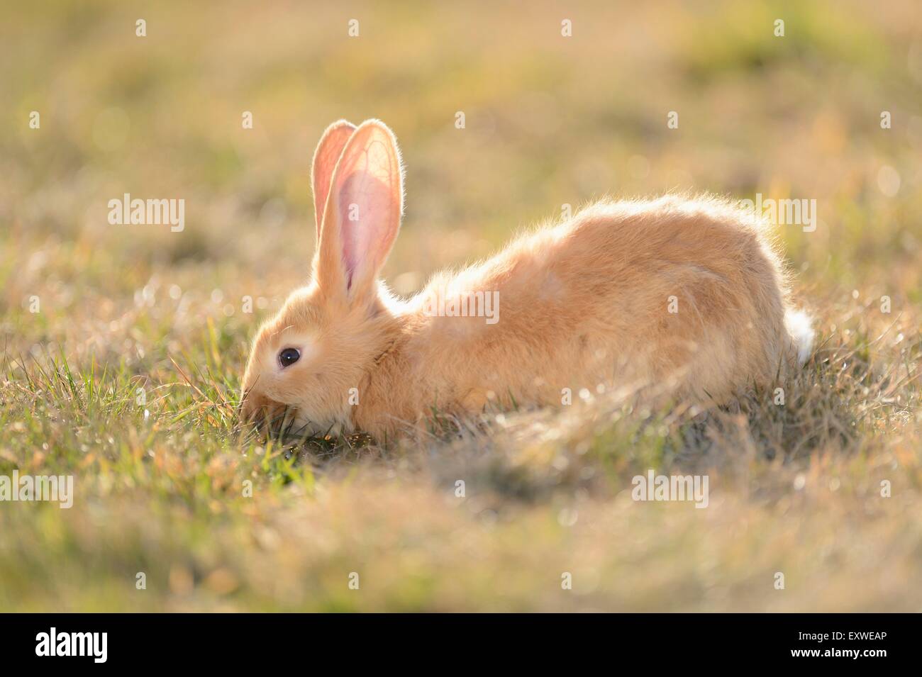 Rabbit side view hi-res stock photography and images - Alamy