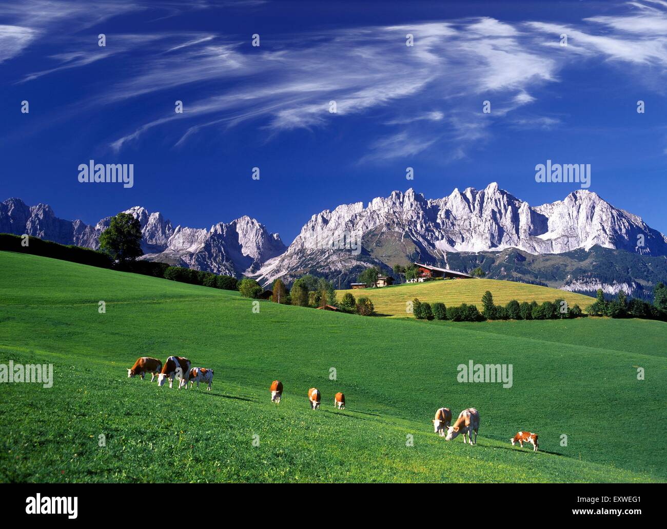 Cows at Wilder Kaiser, Tyrol, Austria Stock Photo - Alamy