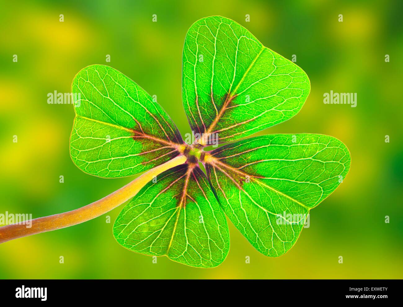 Four leaf clover hi-res stock photography and images - Alamy