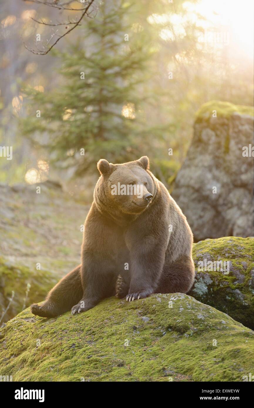 Brown bear in Bavarian Forest National Park, Germany Stock Photo - Alamy