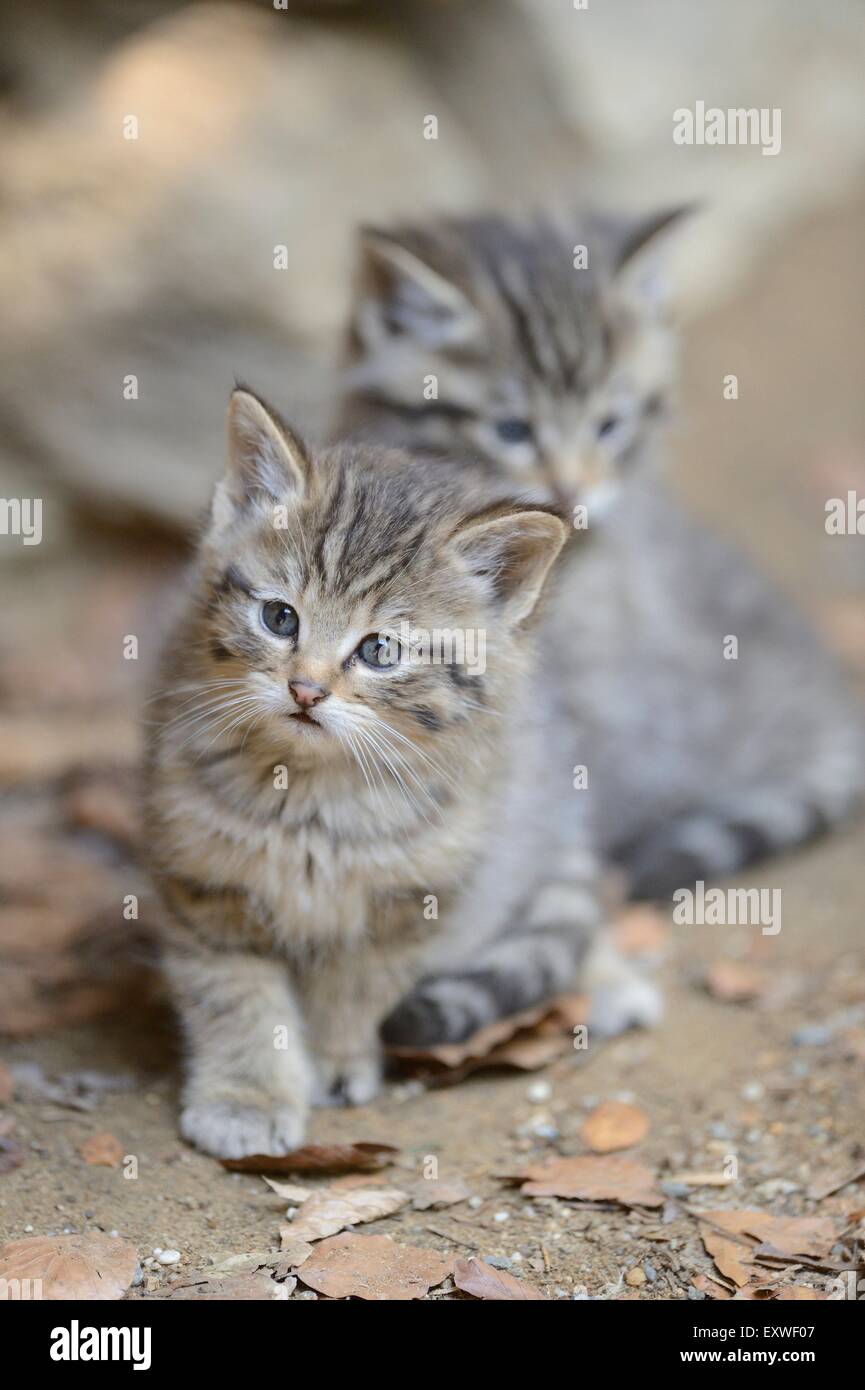 Two European wildcat kittens in Bavarian Forest National Park, Germany ...