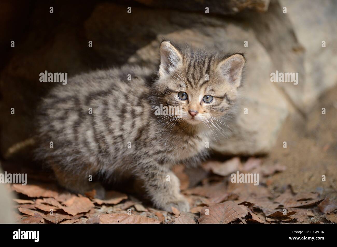 European wildcat kitten in Bavarian Forest National Park, Germany Stock ...
