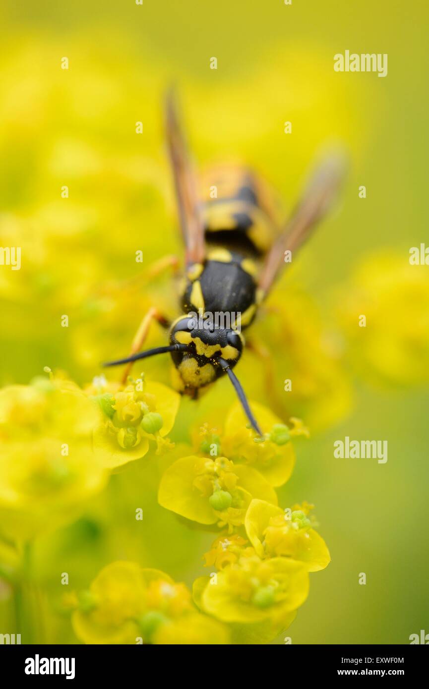 Close-up of a common wasp on a cypress spurge Stock Photo - Alamy
