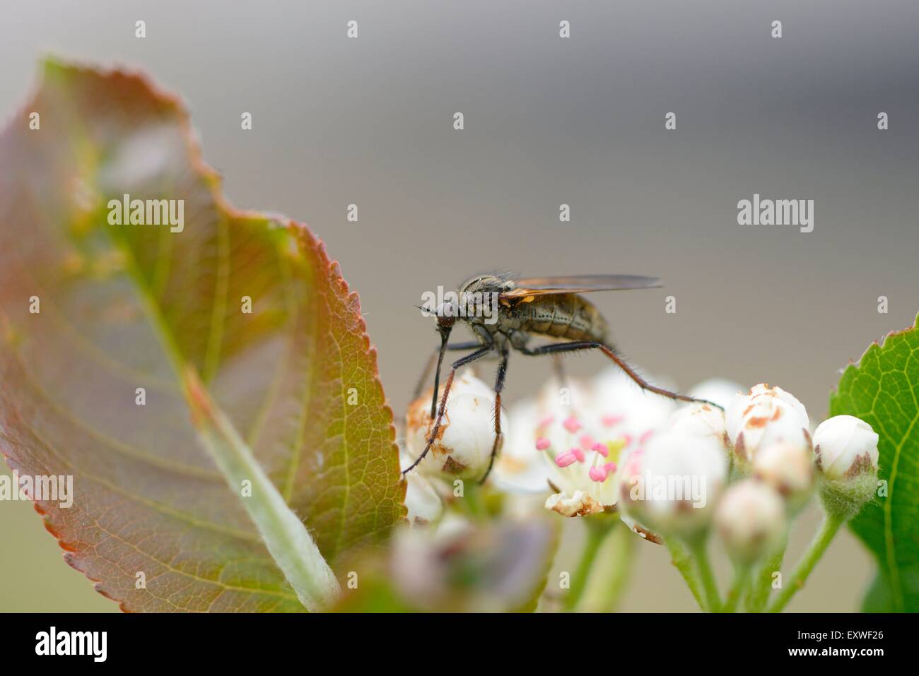 Robber fly hi-res stock photography and images - Alamy