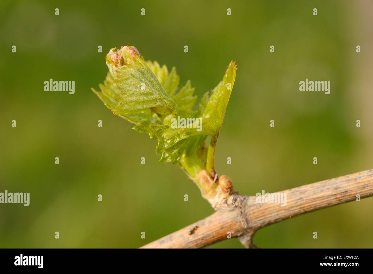Grapevine bud hi-res stock photography and images - Alamy