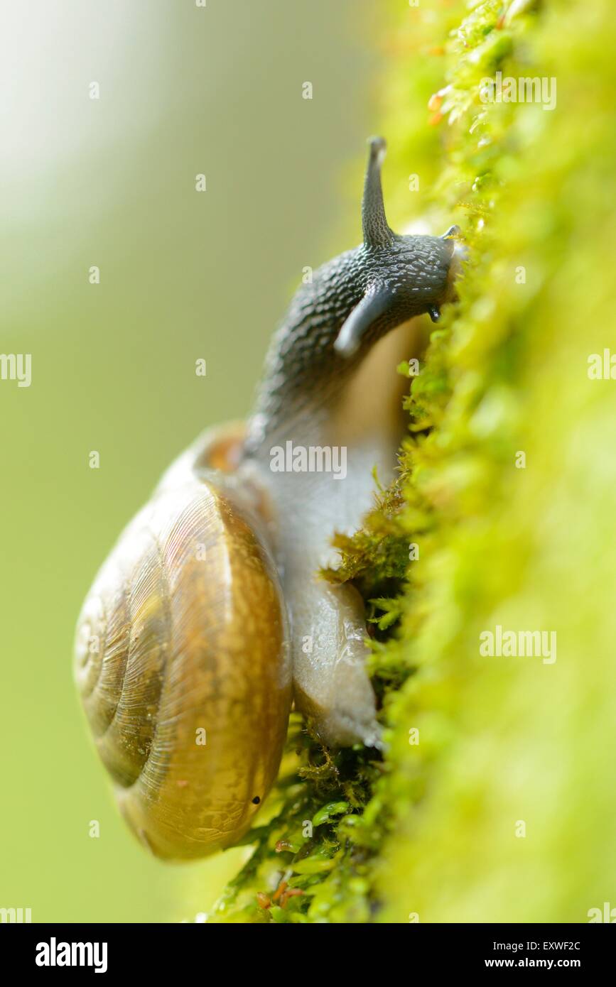 Land snail hi-res stock photography and images - Alamy