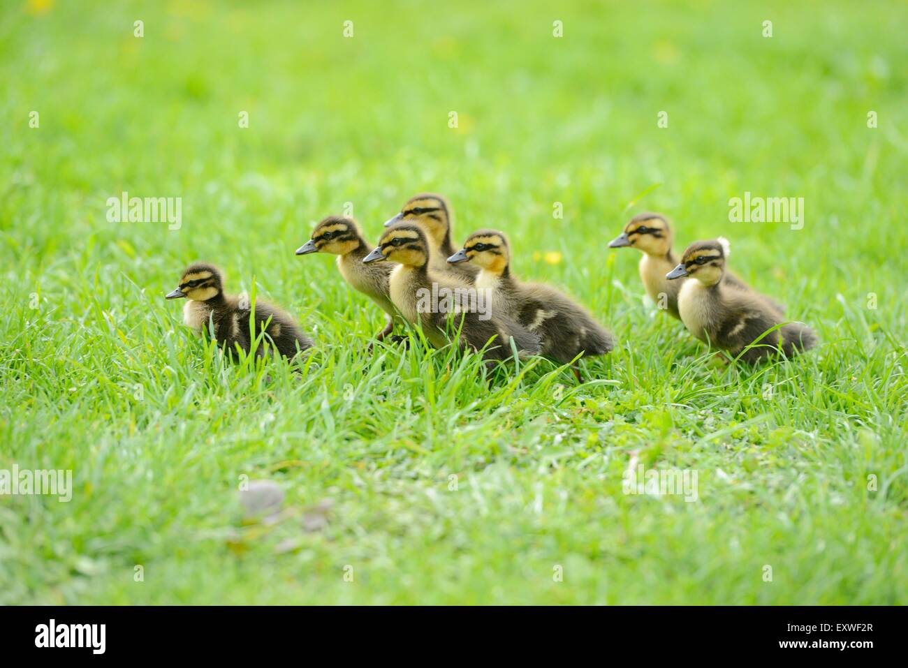 Wild Duck chicks on a meadow Stock Photo - Alamy
