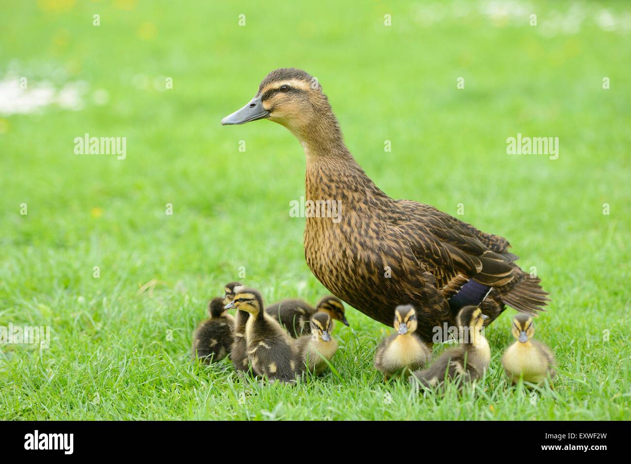 Ducks mother and young duck hi-res stock photography and images - Alamy