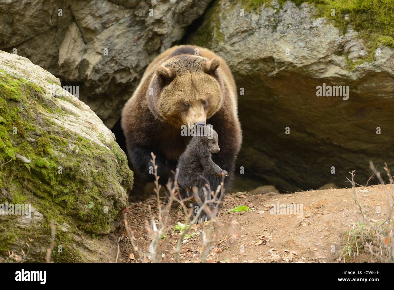 Brown bear mother with cub in Bavarian Forest National Park, Germany ...