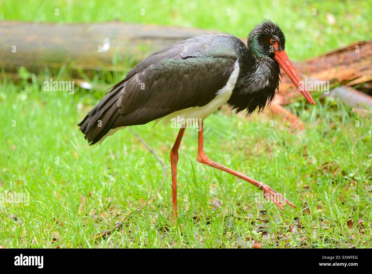 Stork in the forest hi-res stock photography and images - Alamy