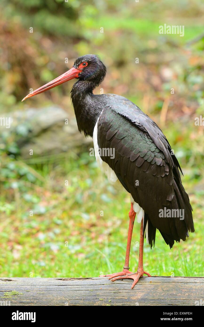 Black Stork in Bavarian Forest National Park, Germany Stock Photo - Alamy