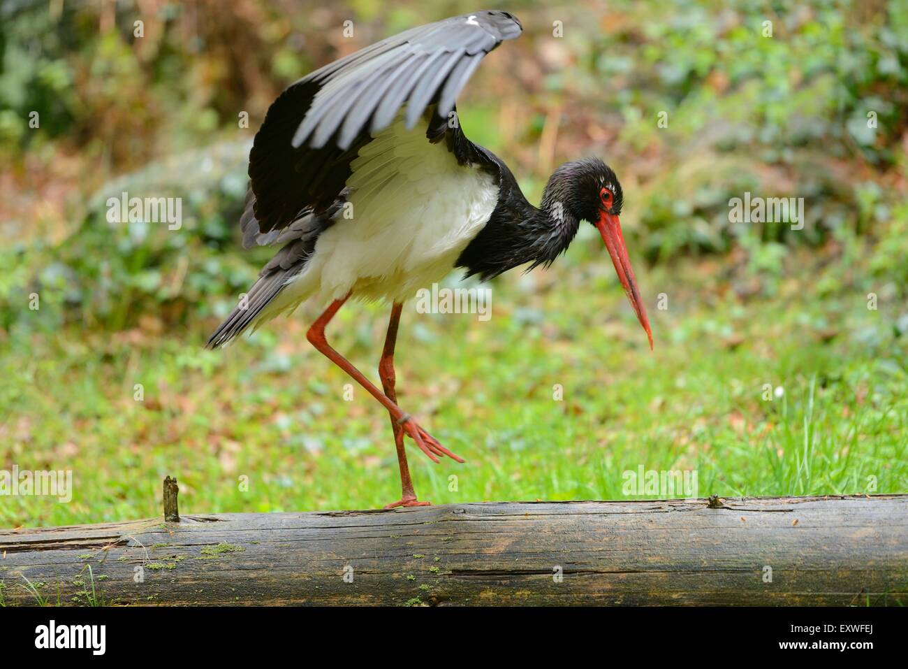 Black Stork in Bavarian Forest National Park, Germany Stock Photo - Alamy