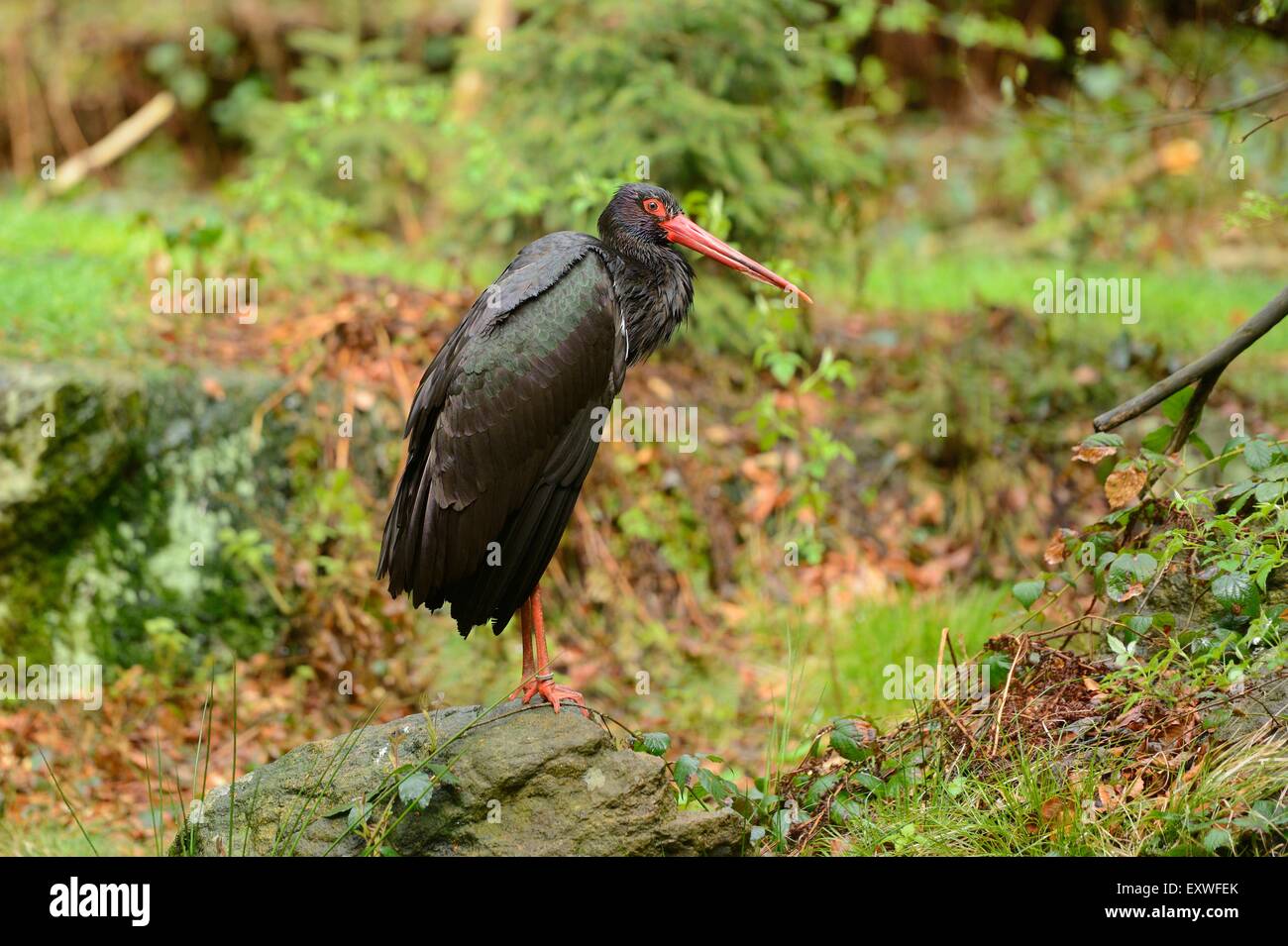 Black Stork in Bavarian Forest National Park, Germany Stock Photo - Alamy