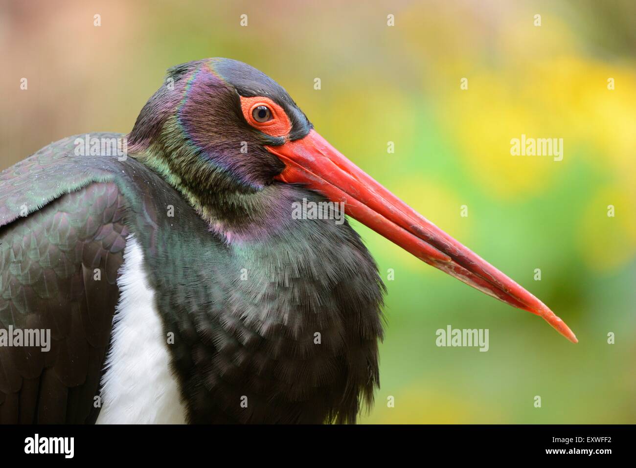 Black Stork in Bavarian Forest National Park, Germany Stock Photo - Alamy