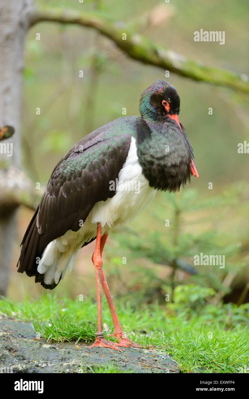 Black Stork in Bavarian Forest National Park, Germany Stock Photo - Alamy