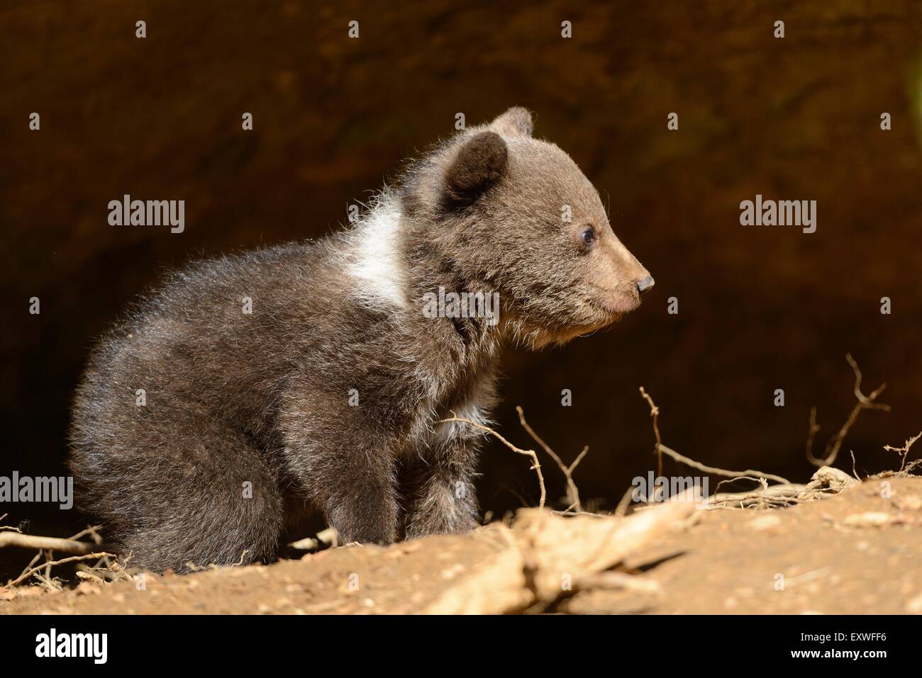 Brown bear cub in Bavarian Forest National Park, Germany Stock Photo ...