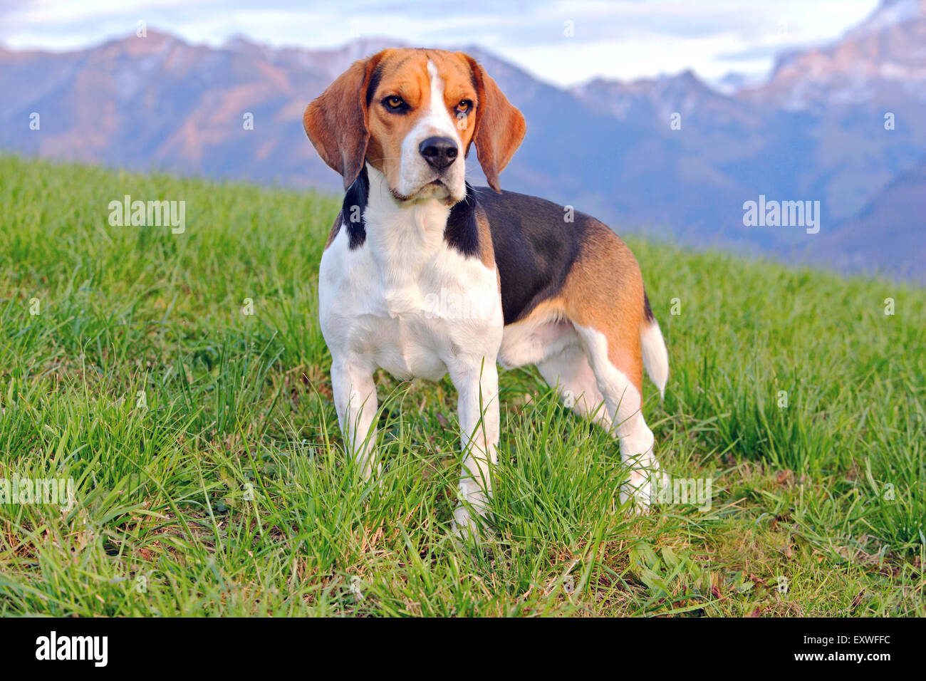 Beagle male standing in meadow, alert Stock Photo - Alamy