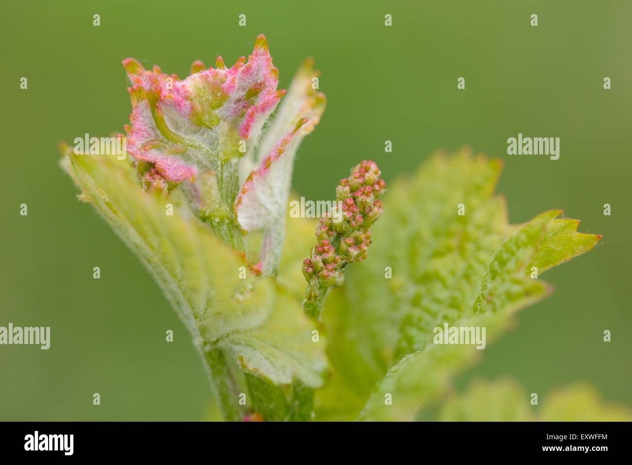 Grapevine Bud Stock Photos & Grapevine Bud Stock Images - Alamy
