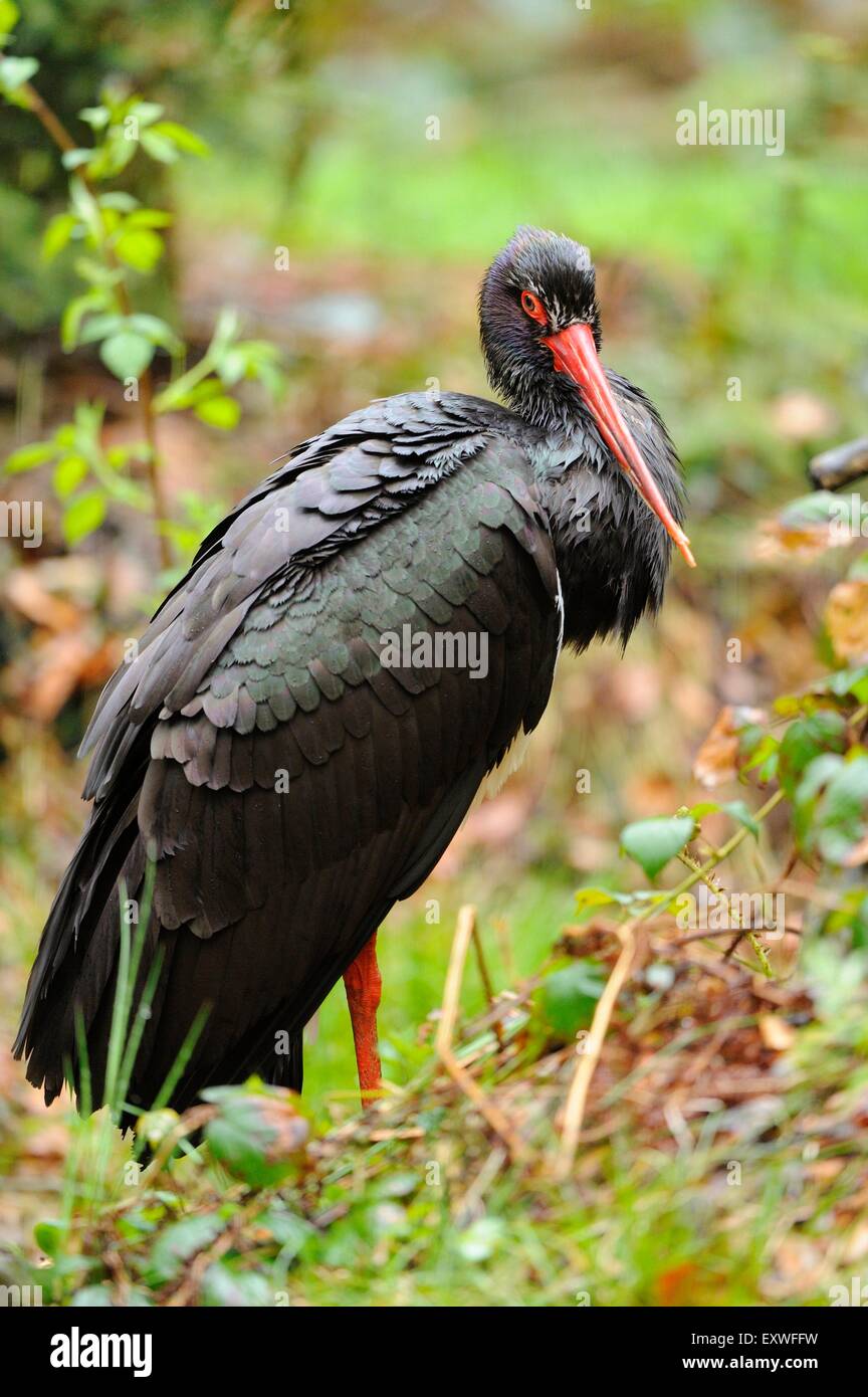 Black Stork in Bavarian Forest National Park, Germany Stock Photo - Alamy
