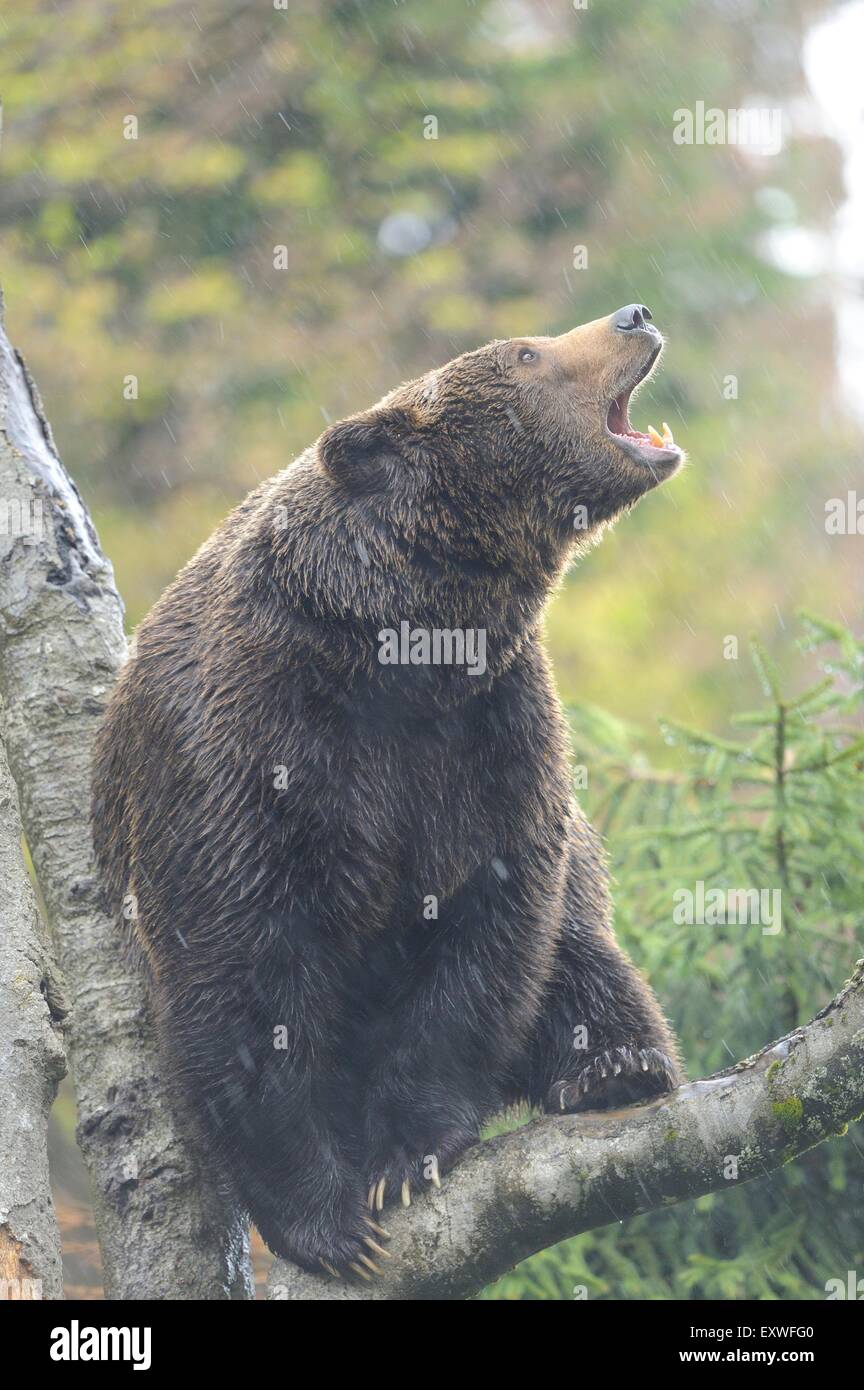 Brown bear climbing on tree, Bavarian Forest National Park, Germany ...